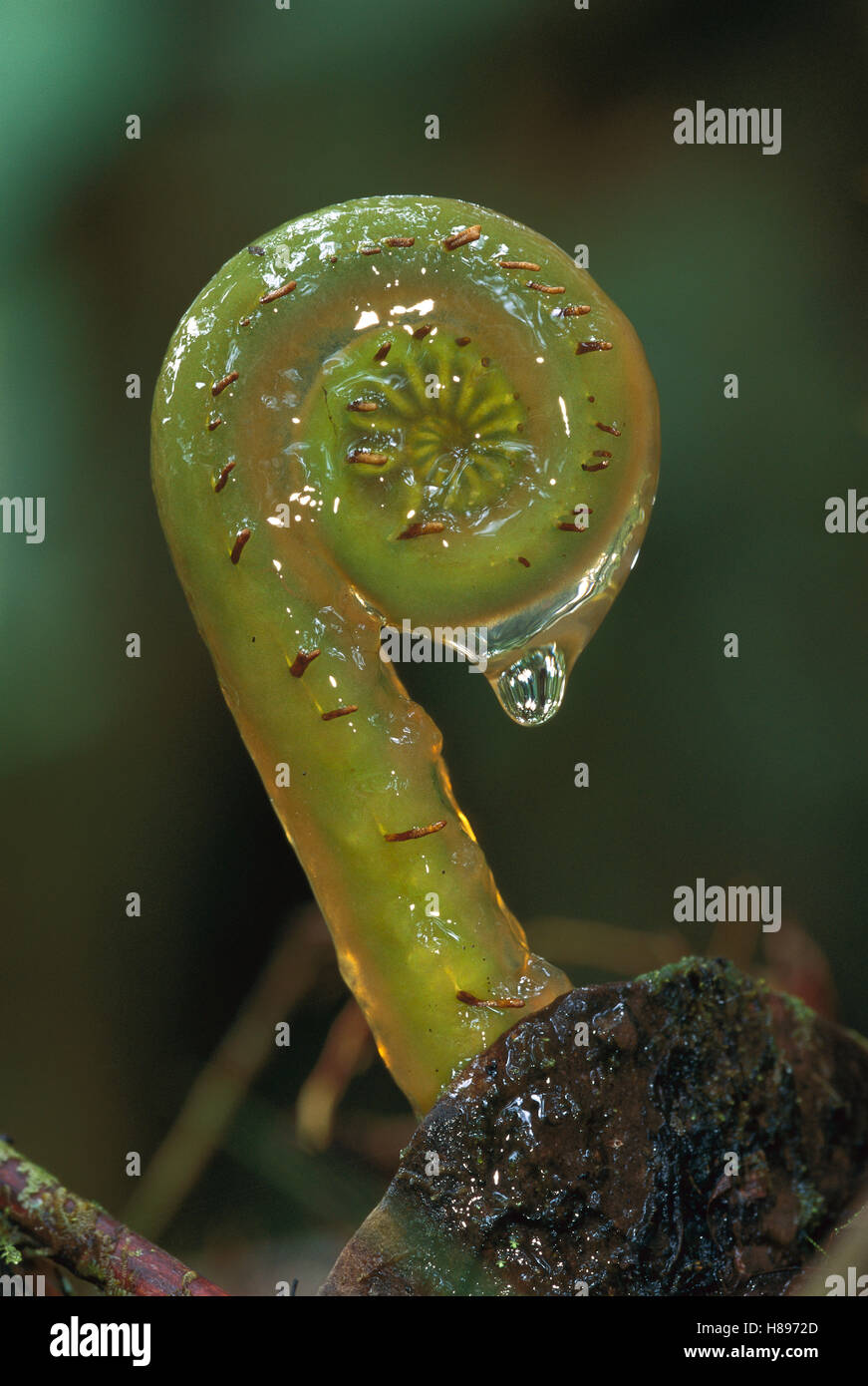 Fern (Blechnum sp) sprouting, La Planada Nature Reserve, Colombia Stock ...