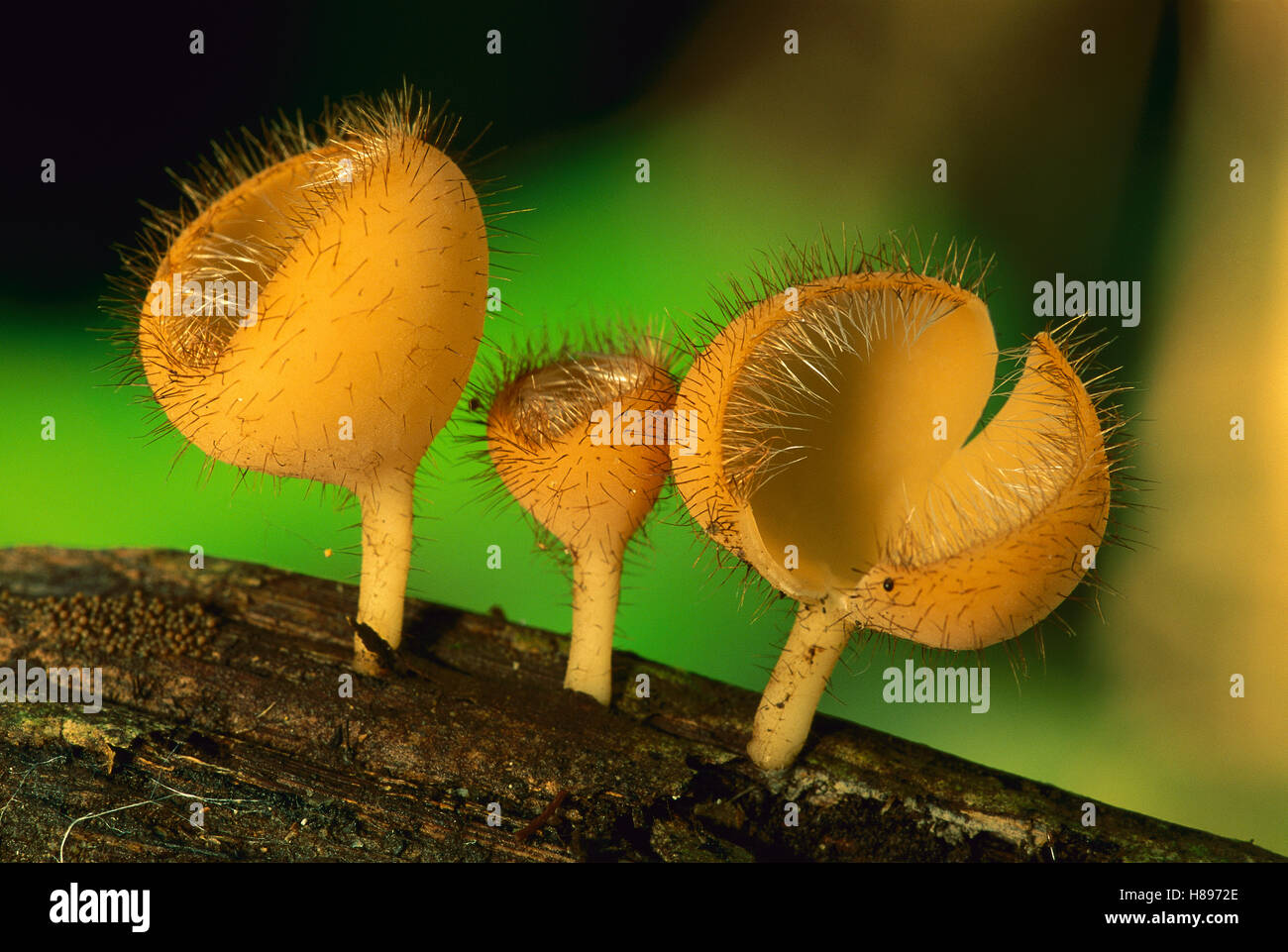 Cup Fungus (Cookeina sp) trio, Tambopata-Candamo Nature Reserve, Peru ...