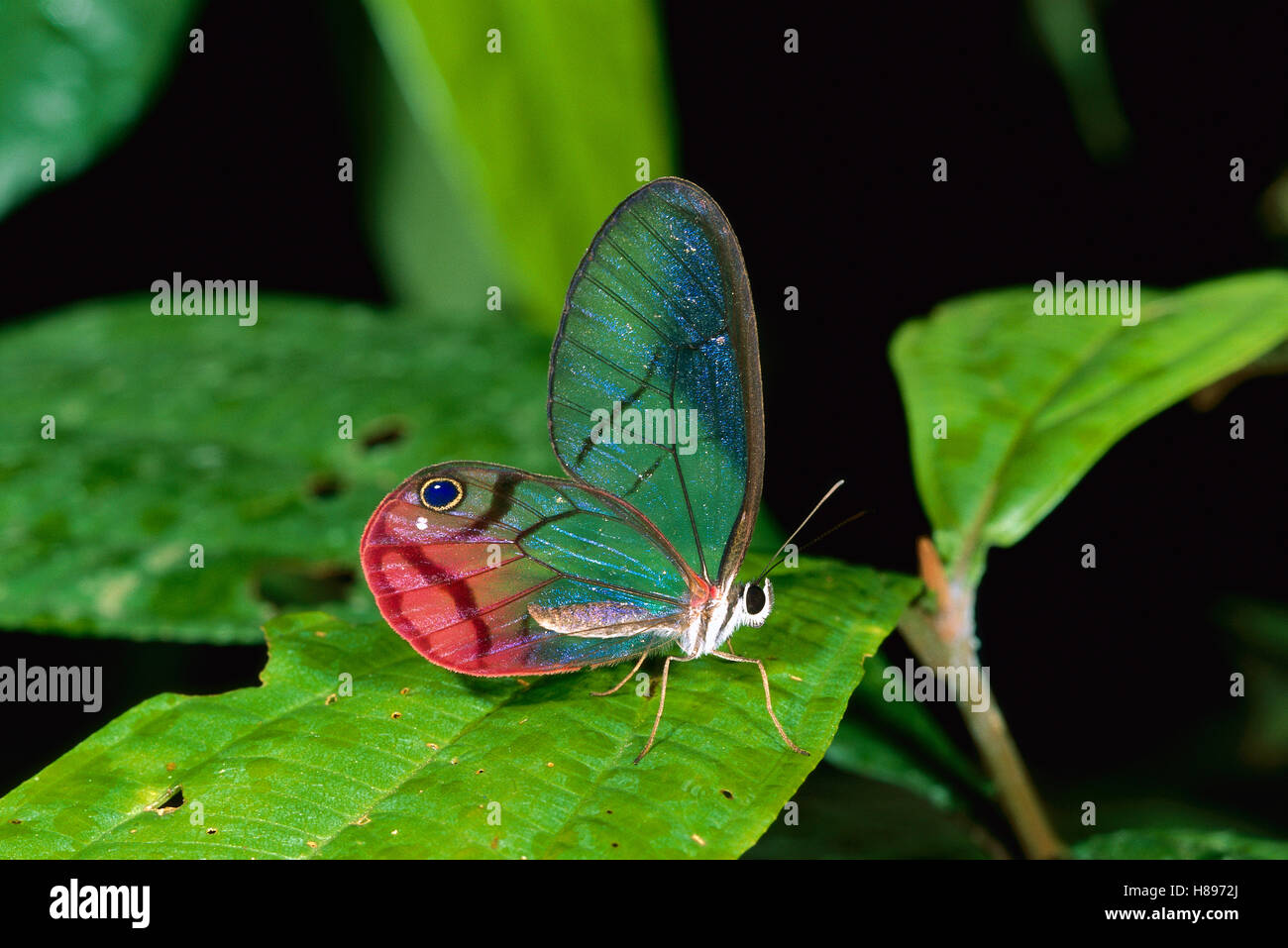 Blush Butterfly (Cithaerias menander) on leaf, Braulio Carillo National ...