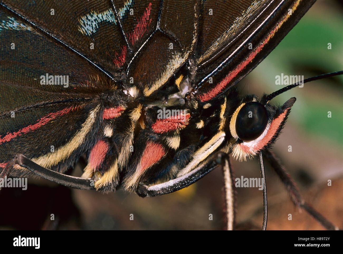 Morpho Butterfly (Morpho sp) close up, Manu National Park, Peru Stock ...