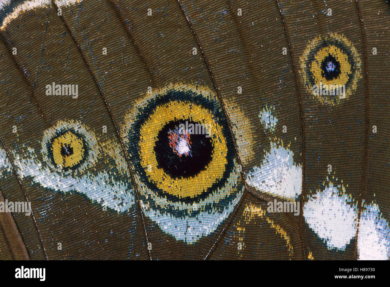 Morpho Butterfly (Morpho sp) close up, Manu National Park, Peru Stock ...