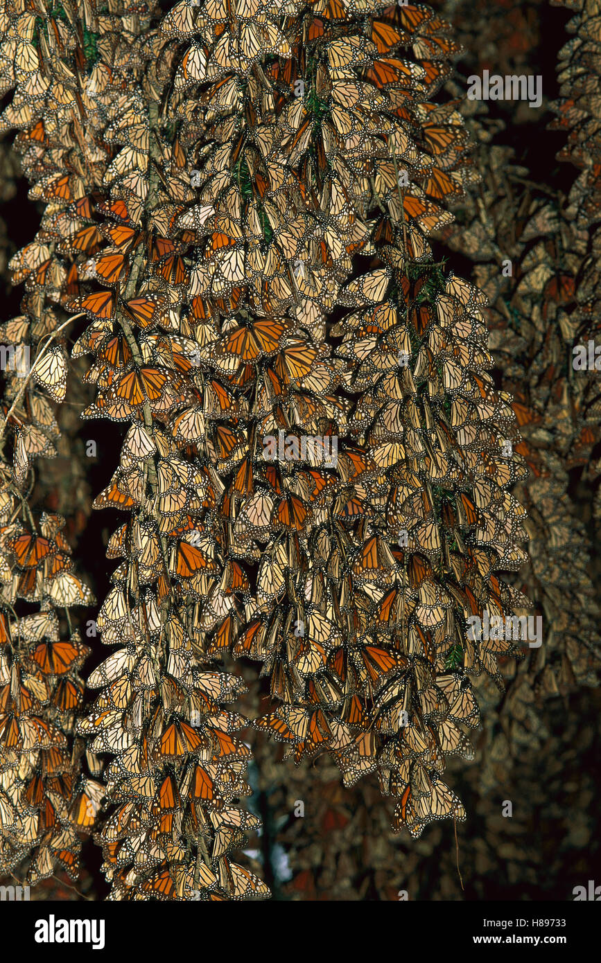 Monarch (Danaus plexippus) butterfly cluster, Michoacan, Mexico Stock ...