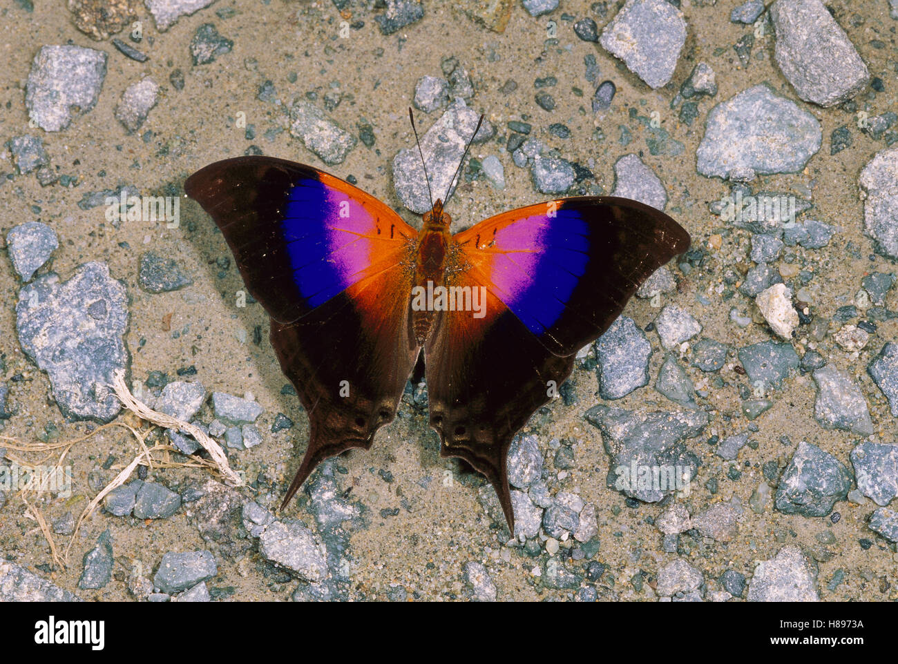 Iole's Daggerwing (Marpesia iole), Risaralda, Colombia Stock Photo - Alamy