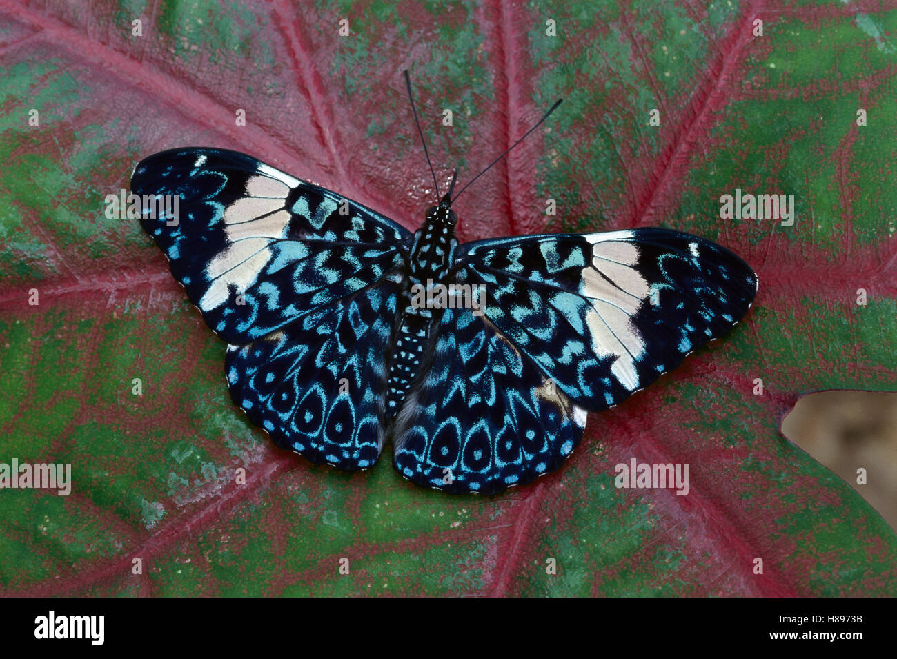 Red Cracker (Hamadryas amphinome), Tambopata-Candamo Nature Reserve ...