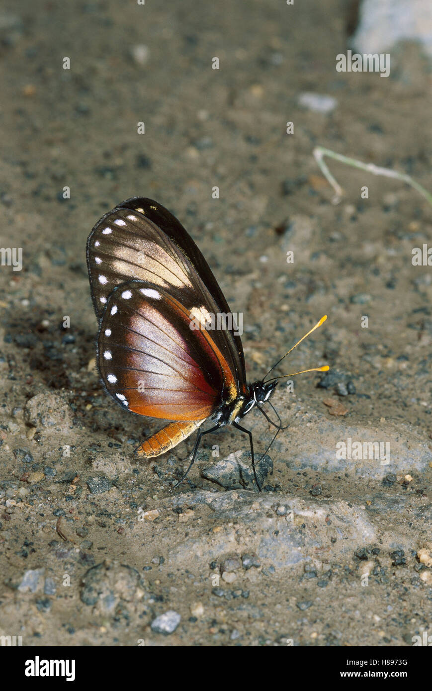 Nymphalid Butterfly (Nymphalidae), Tingomaria, Peru Stock Photo - Alamy