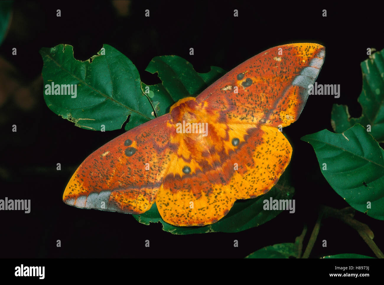 Saturniid Moth (Saturniidae), Braulio Carrillo National Park, Costa ...