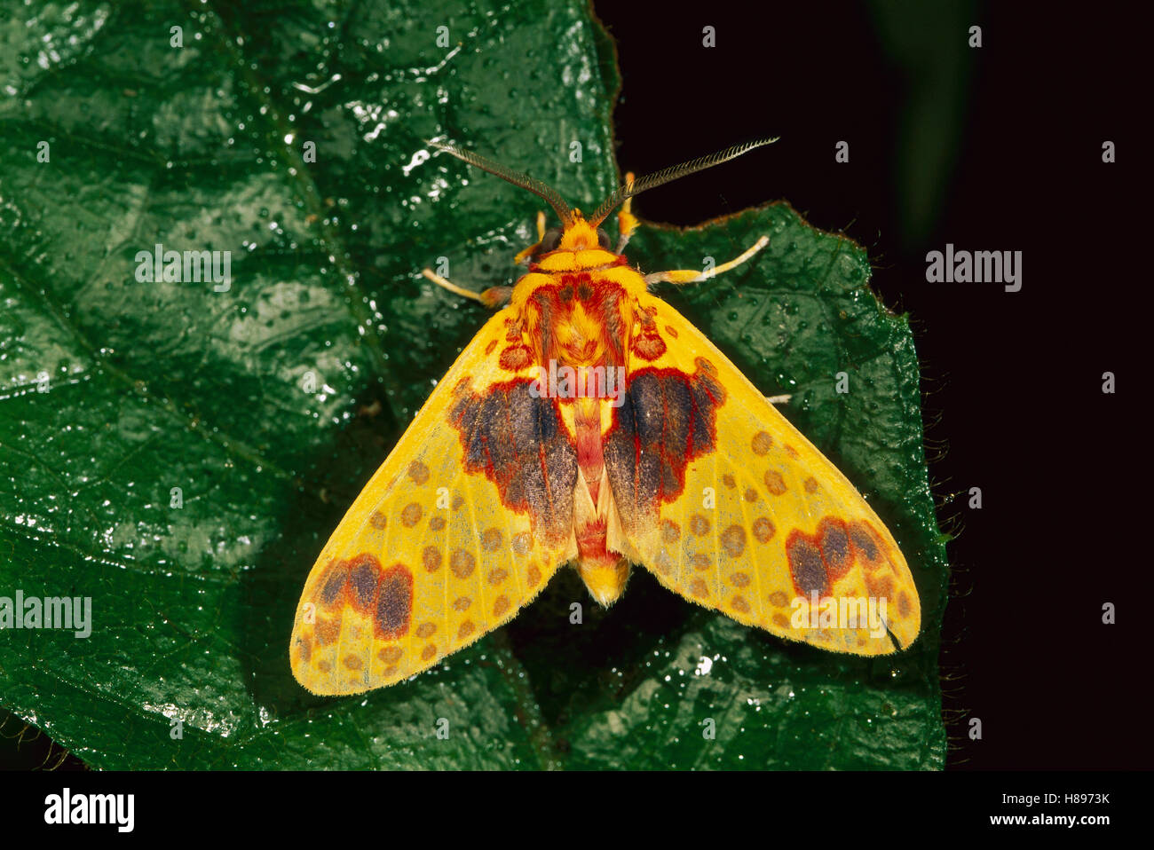 Tiger Moth (Arctiidae), Manu National Park, Peru Stock Photo - Alamy