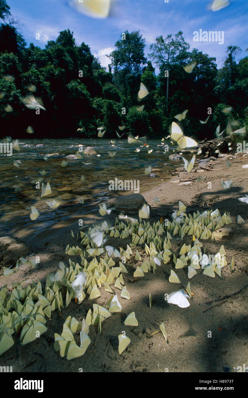 Pierid Butterfly (Pieridae) group drawn by urine, gathering on ...
