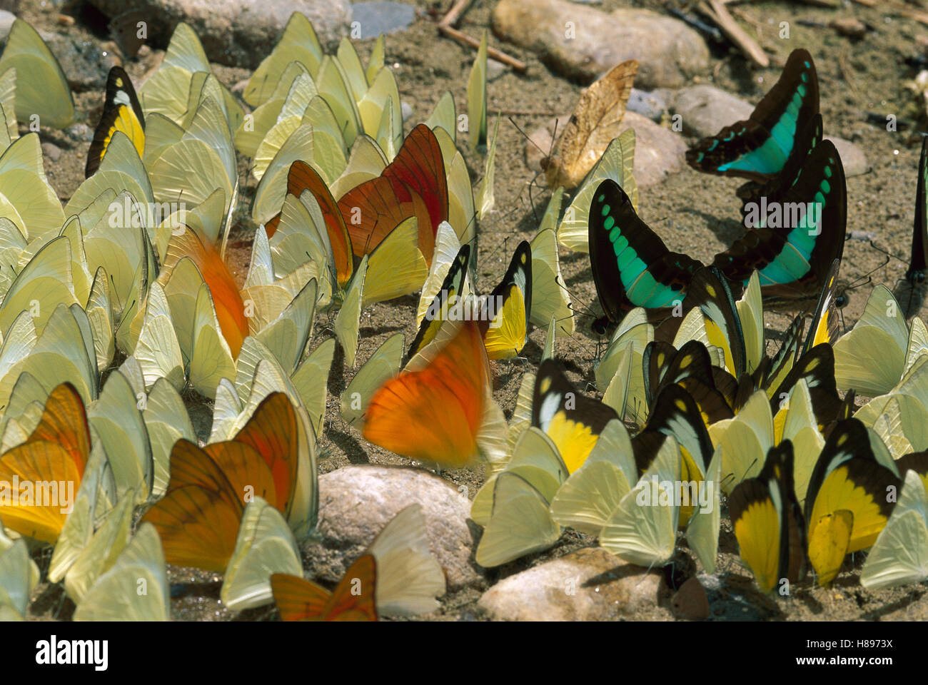 Pierid Butterfly (Pieridae) group, composed of different species, sip ...