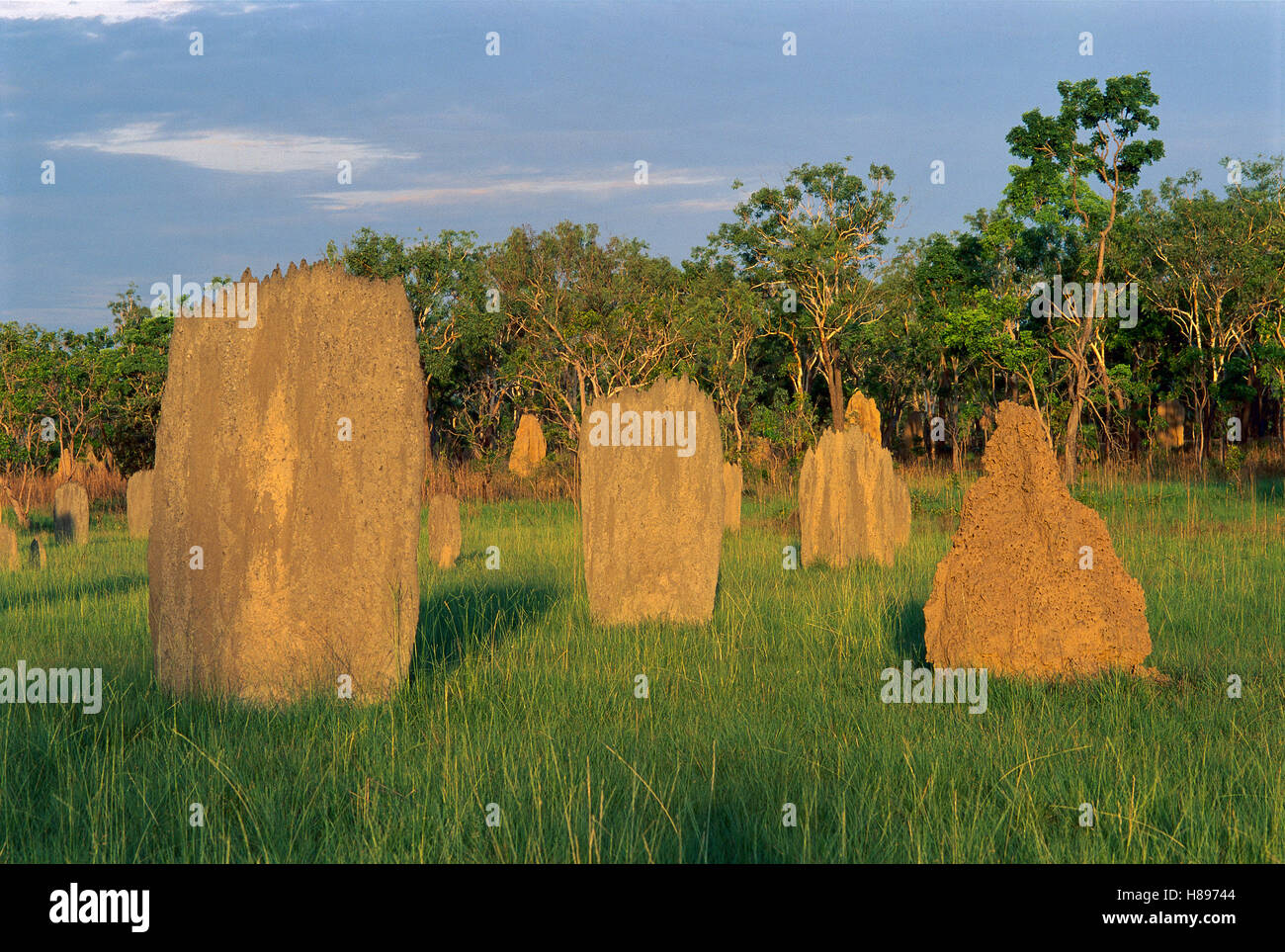 Magnetic Termite (Amitermes meridionalis) mounds in grassland ...