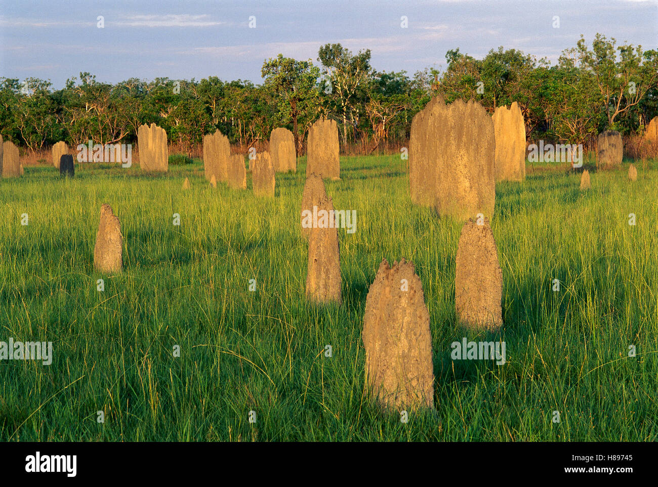 Magnetic Termite (Amitermes meridionalis) mounds in grassland ...