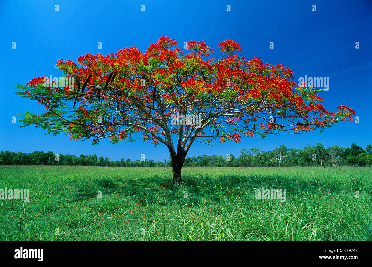 Acacia (Acacia sp) tree flowering, Litchfield National Park, Australia ...