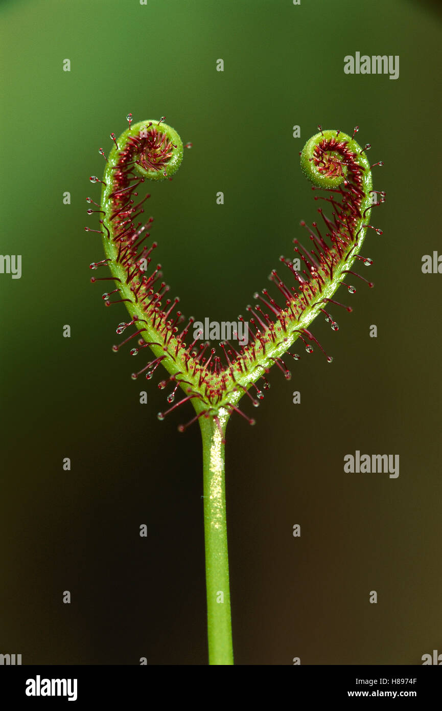 Sundew (Drosera binata) plant, Australia Stock Photo - Alamy