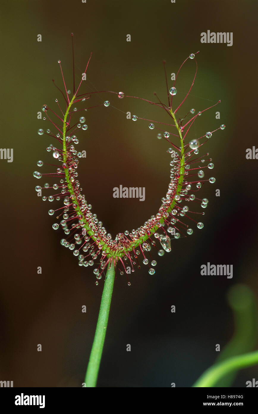 Sundew (Drosera binata) plant, Australia Stock Photo - Alamy