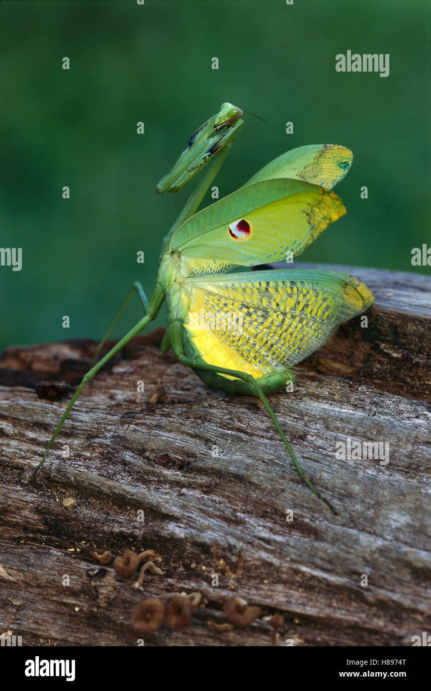 Mantid (Mantidae) waiting for prey, Iquitos, Peru Stock Photo - Alamy