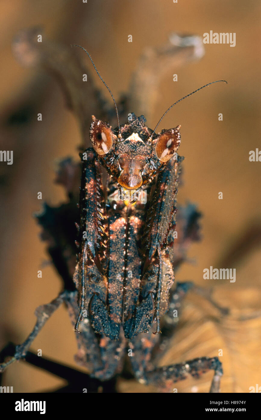 Mantid (Acanthops sp) hanging upside down on twig, Guyana Stock Photo ...