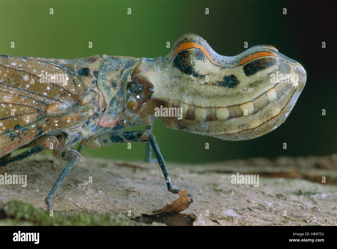 Lantern bug fulgora laternaria hi-res stock photography and images - Alamy