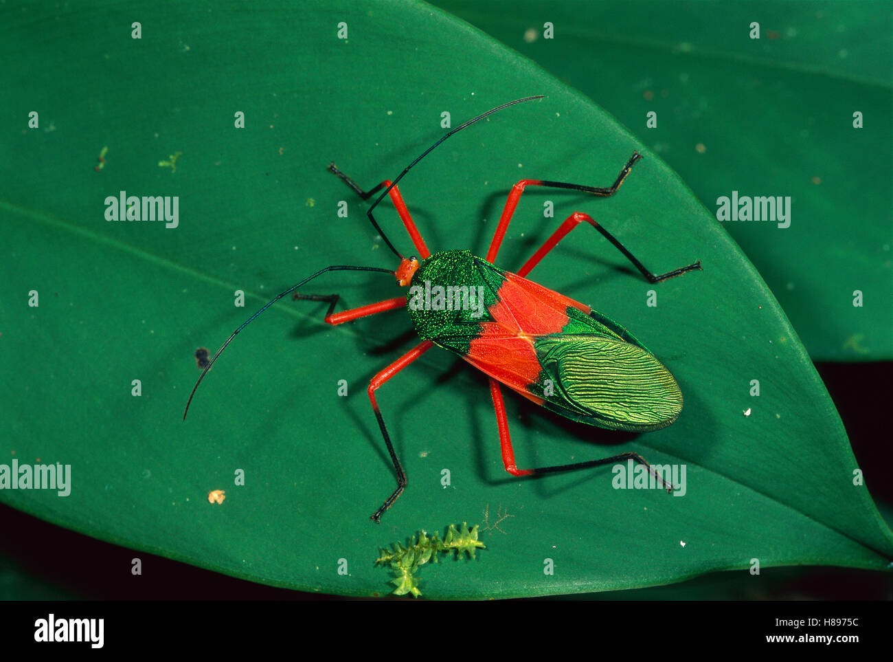 Capsid Bug (Miridae) on leaf, Amacayacu National Park, Colombia Stock ...