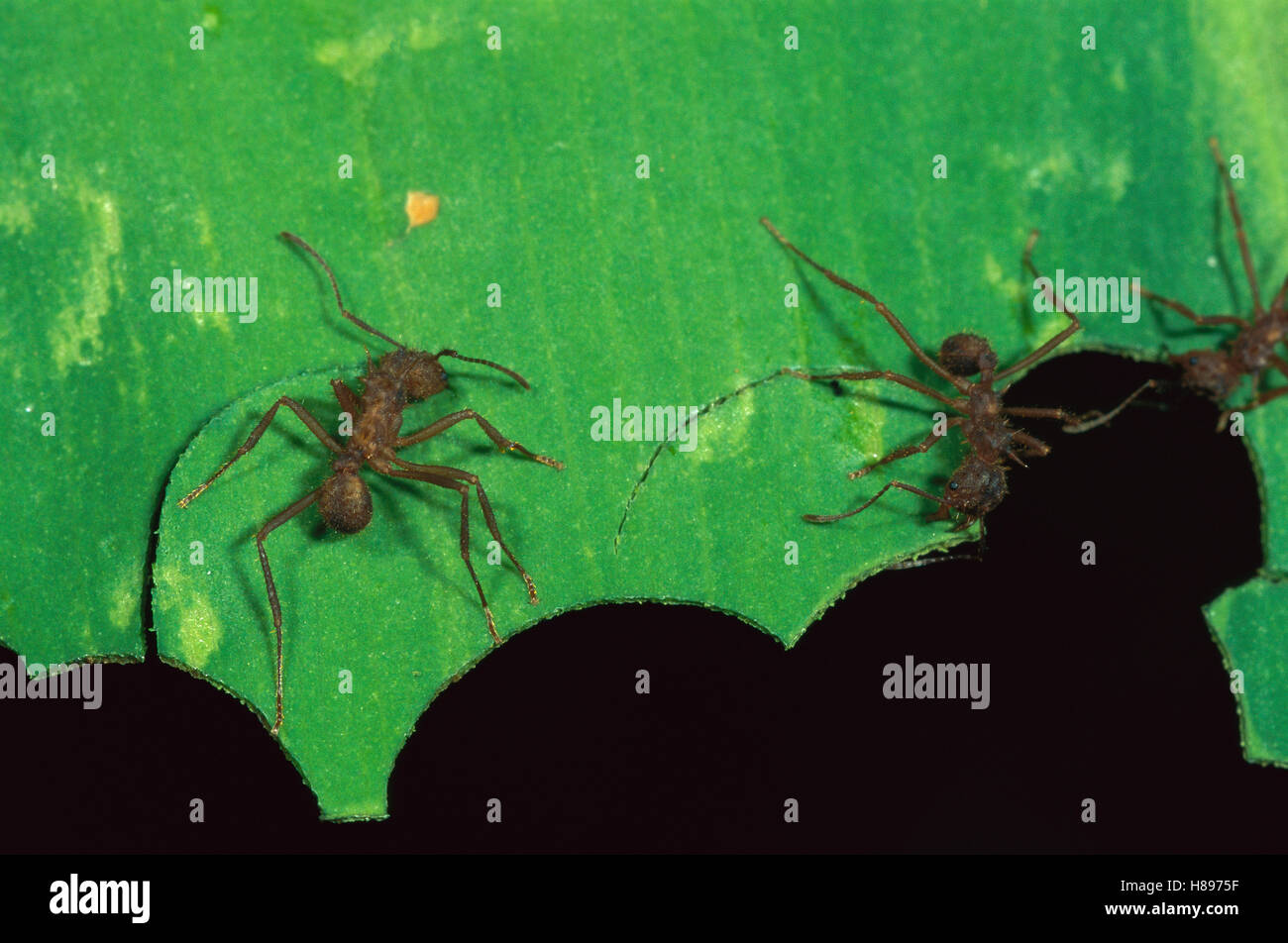 Leafcutter Ant (Atta sp) trio dissecting leaf into fragments to be ...
