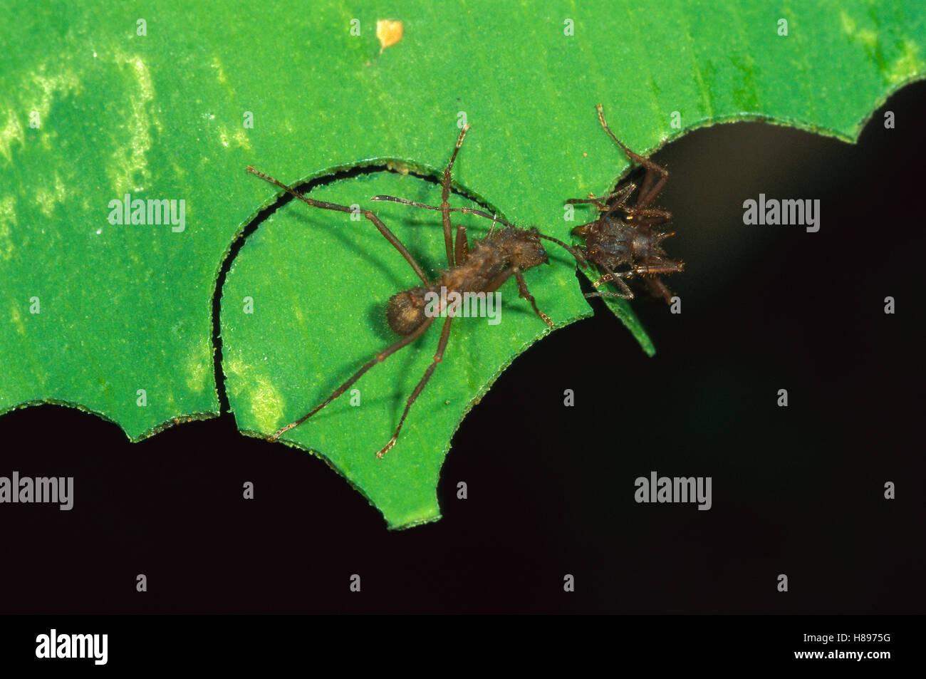 Leafcutter Ant (Atta sp) pair dissecting leaf into fragments to be ...