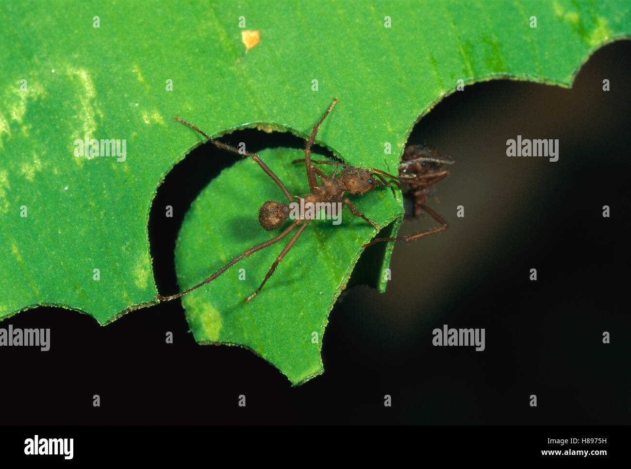 Leafcutter Ant (Atta sp) pair dissecting leaf into fragments to be ...