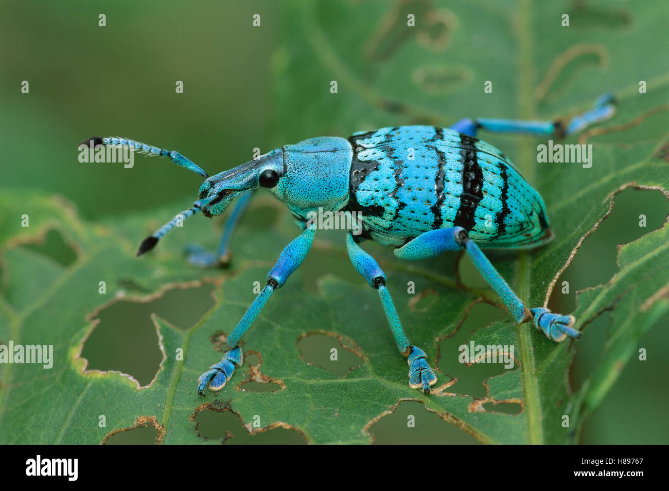 True Weevil (Eupholus nickerli), Crater Mountain, Papua New Guinea ...