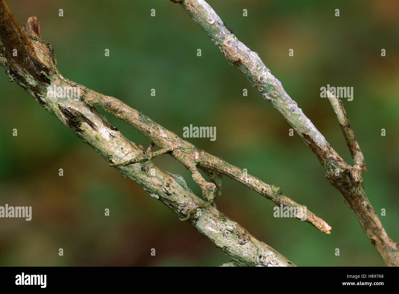 Stick Insect (Phasmatidae) mimicking twig, Wooroonooran National Park ...