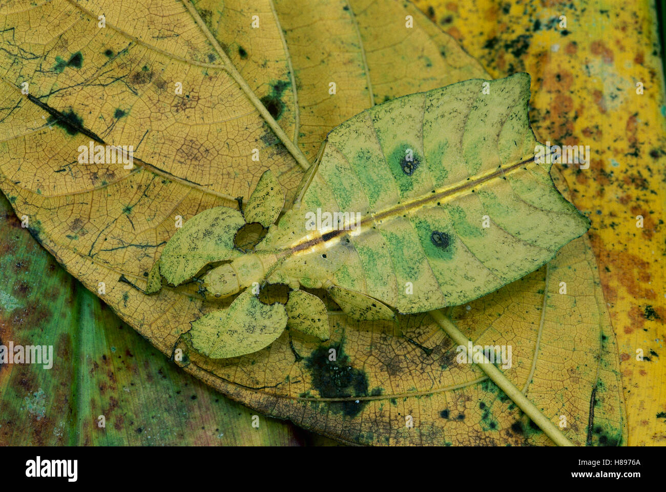 Walking Leaf (Phylliidae) insect mimicking leaf, Crater Mountain, Papua ...