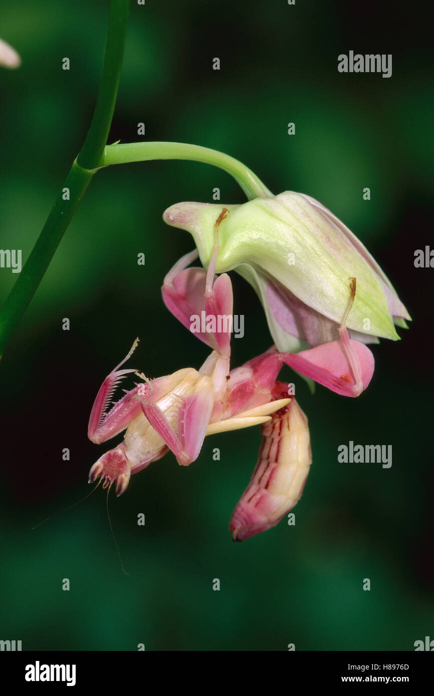 Orchid Mantis (Hymenopus coronatus) female mimicking a pink flower ...