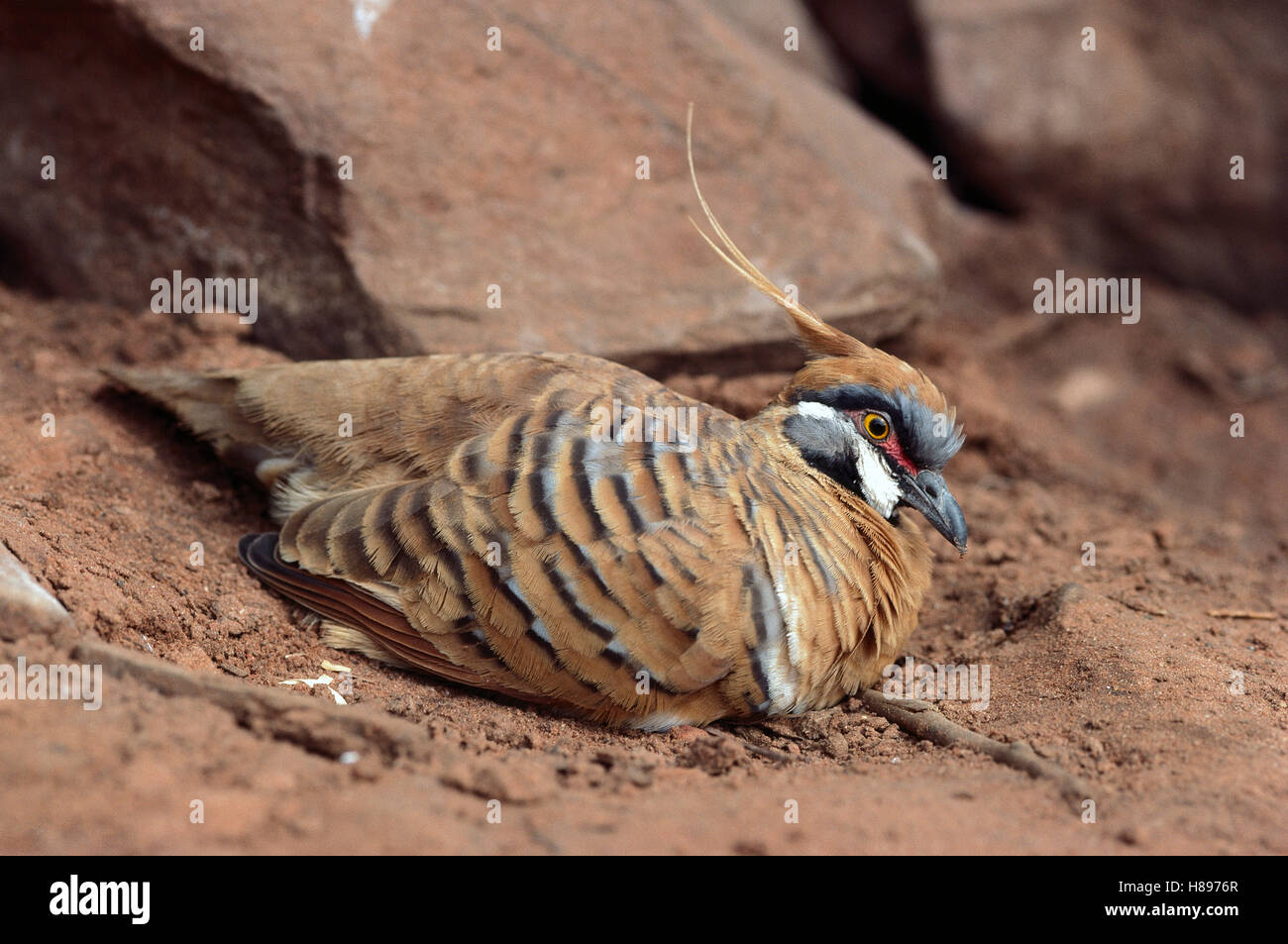 Spinifex Pigeon (Geophaps plumifera), Alice Springs, Australia Stock ...