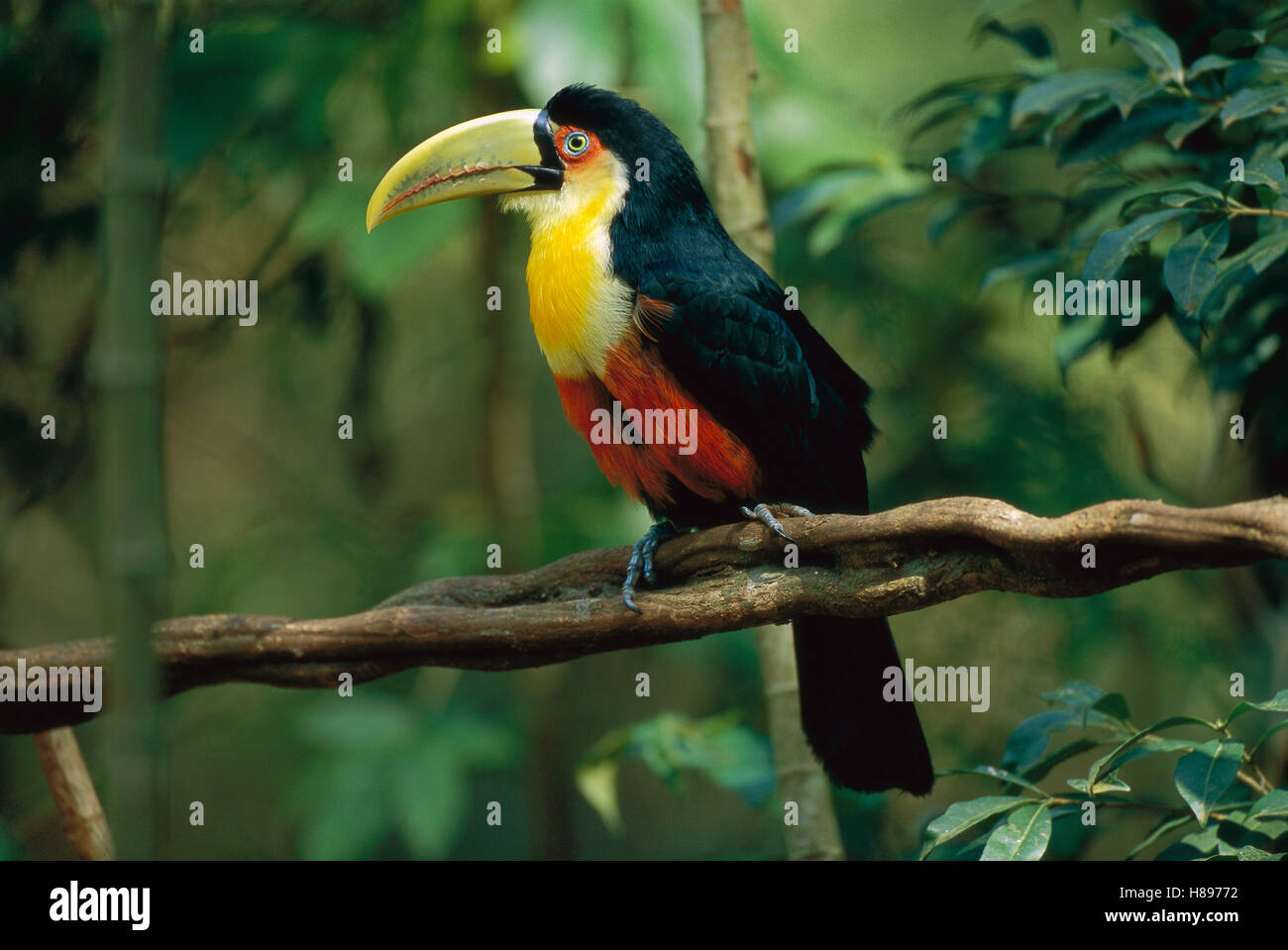 Red-breasted Toucan (Ramphastos dicolorus) on branch, Iguacu Falls ...