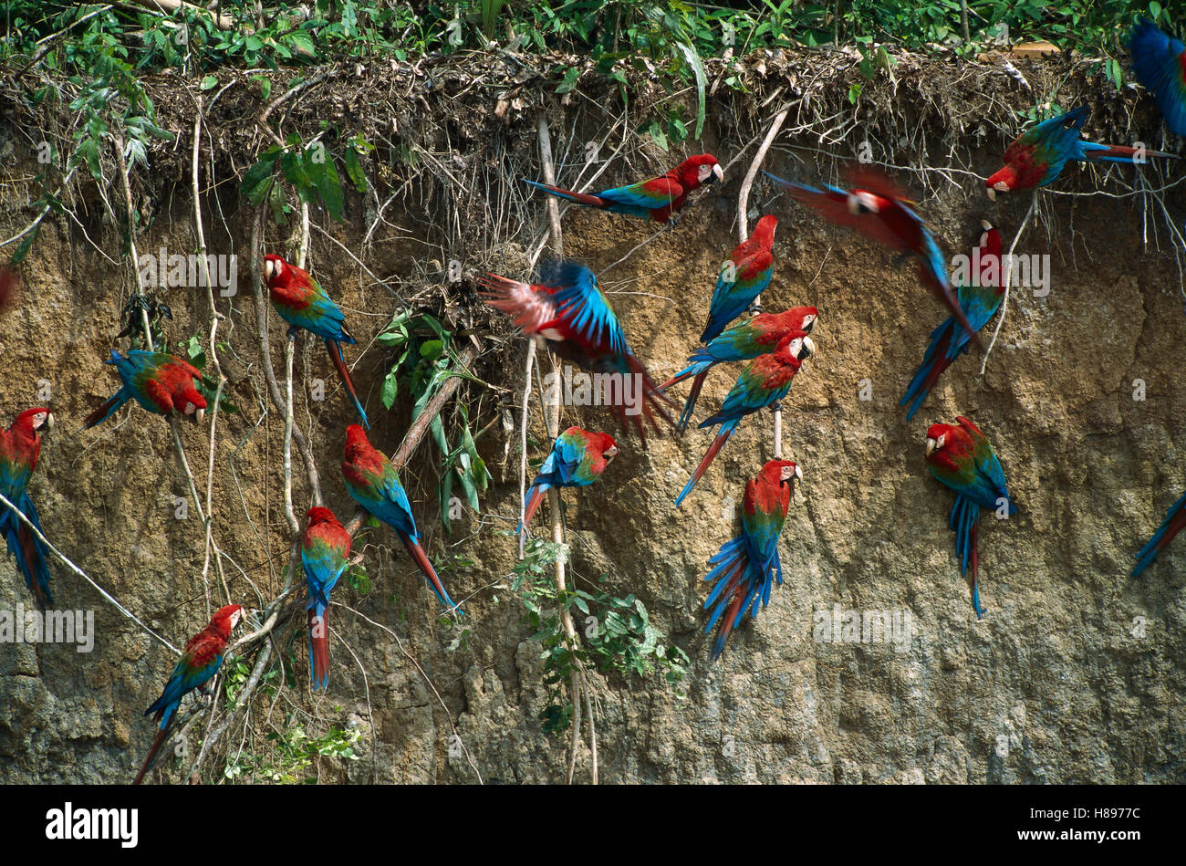 Red and Green Macaw (Ara chloroptera) flock feeding on minerals at clay ...