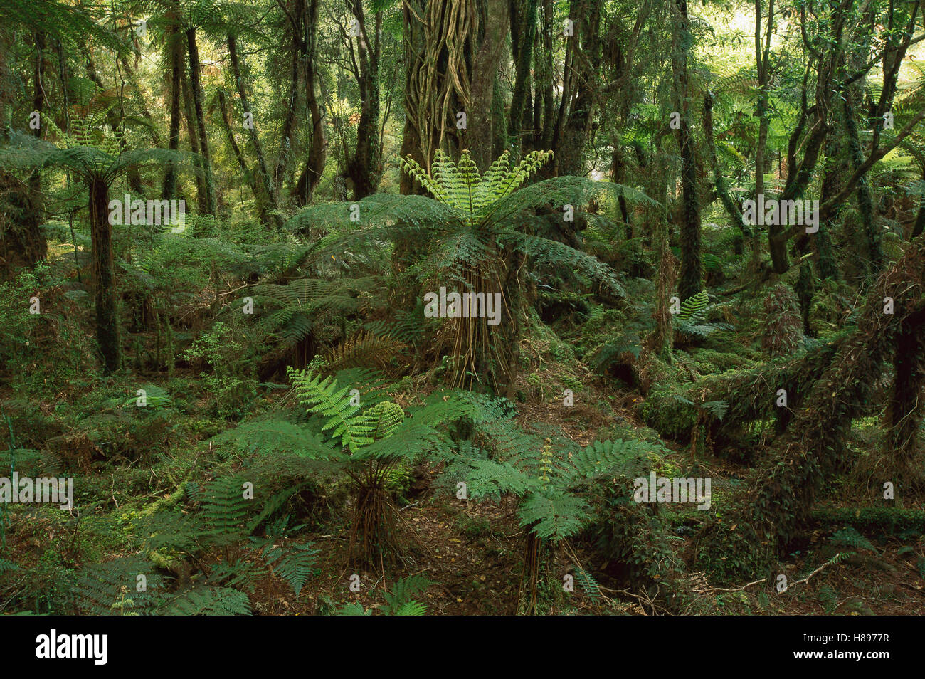 Tree Fern (Dicksonia sp) and Silver Beech (Nothofagus menziesii) growth ...