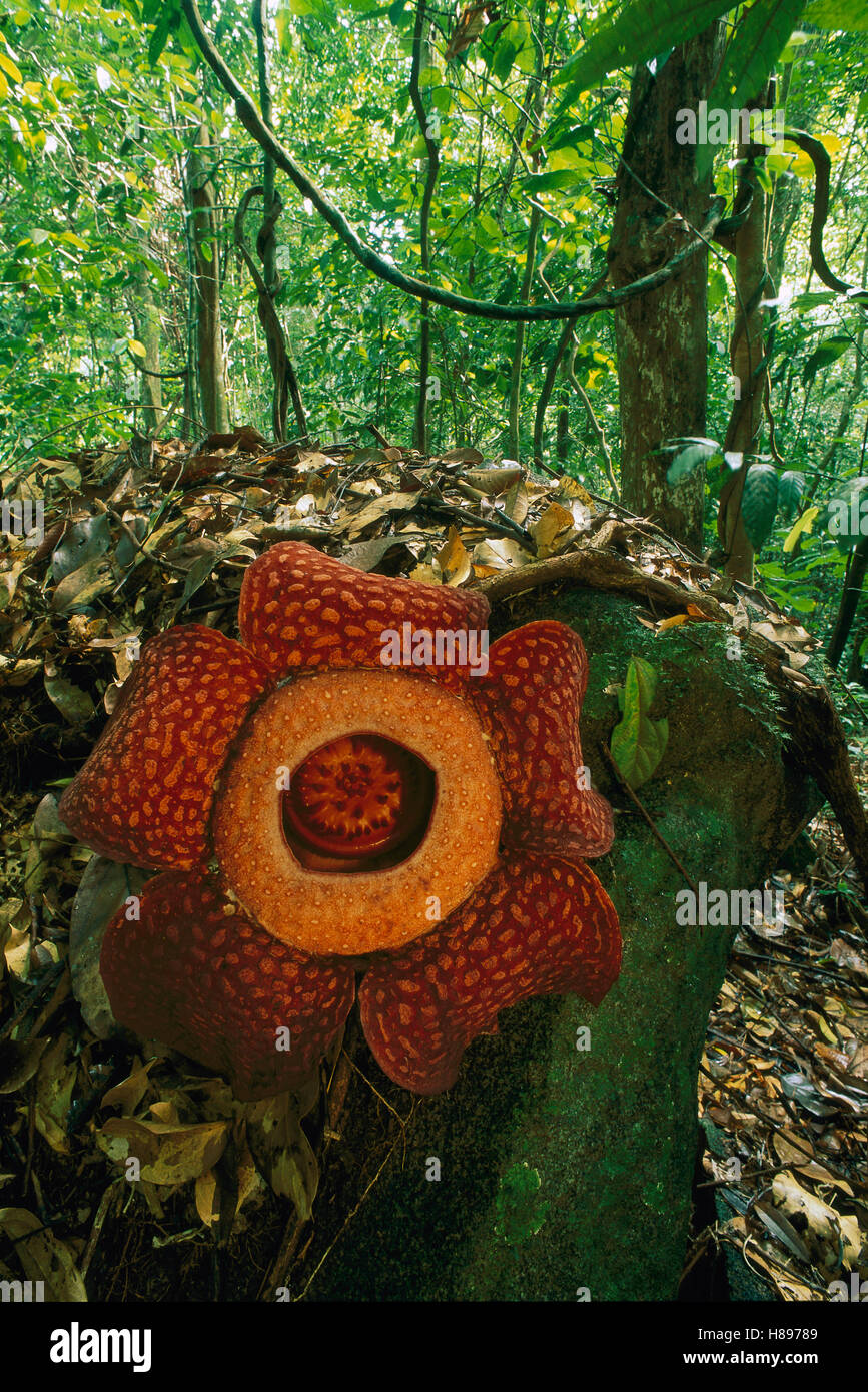 Rafflesia (Rafflesia arnoldii) flower, Gunung Gading National Park ...