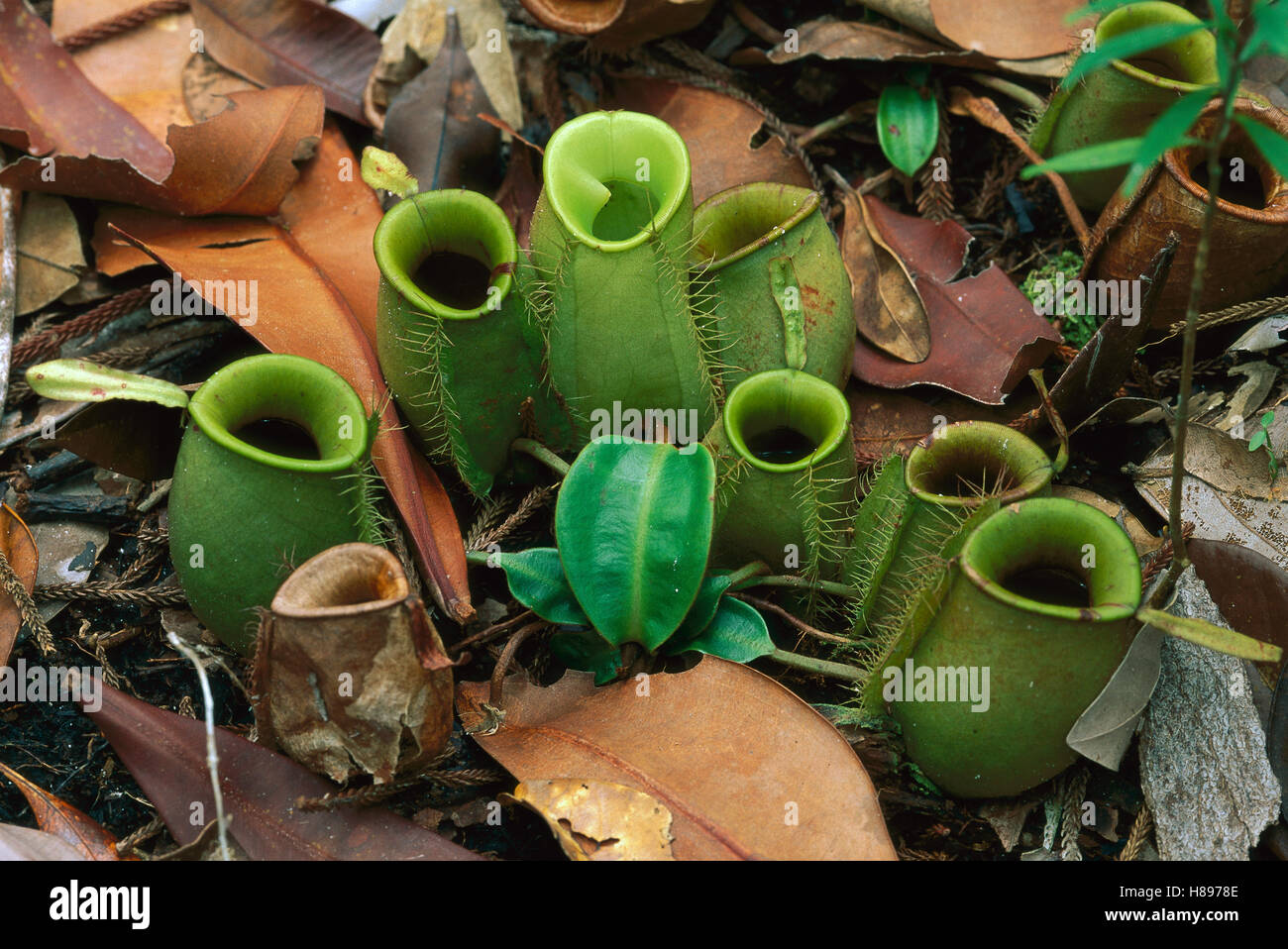 Flask-shaped Pitcher Plant (Nepenthes ampullaria) traps on forest floor ...