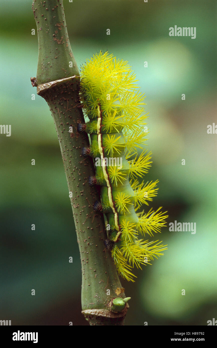 Moth (Automeris sp) caterpillar, with spines that can eject potent ...