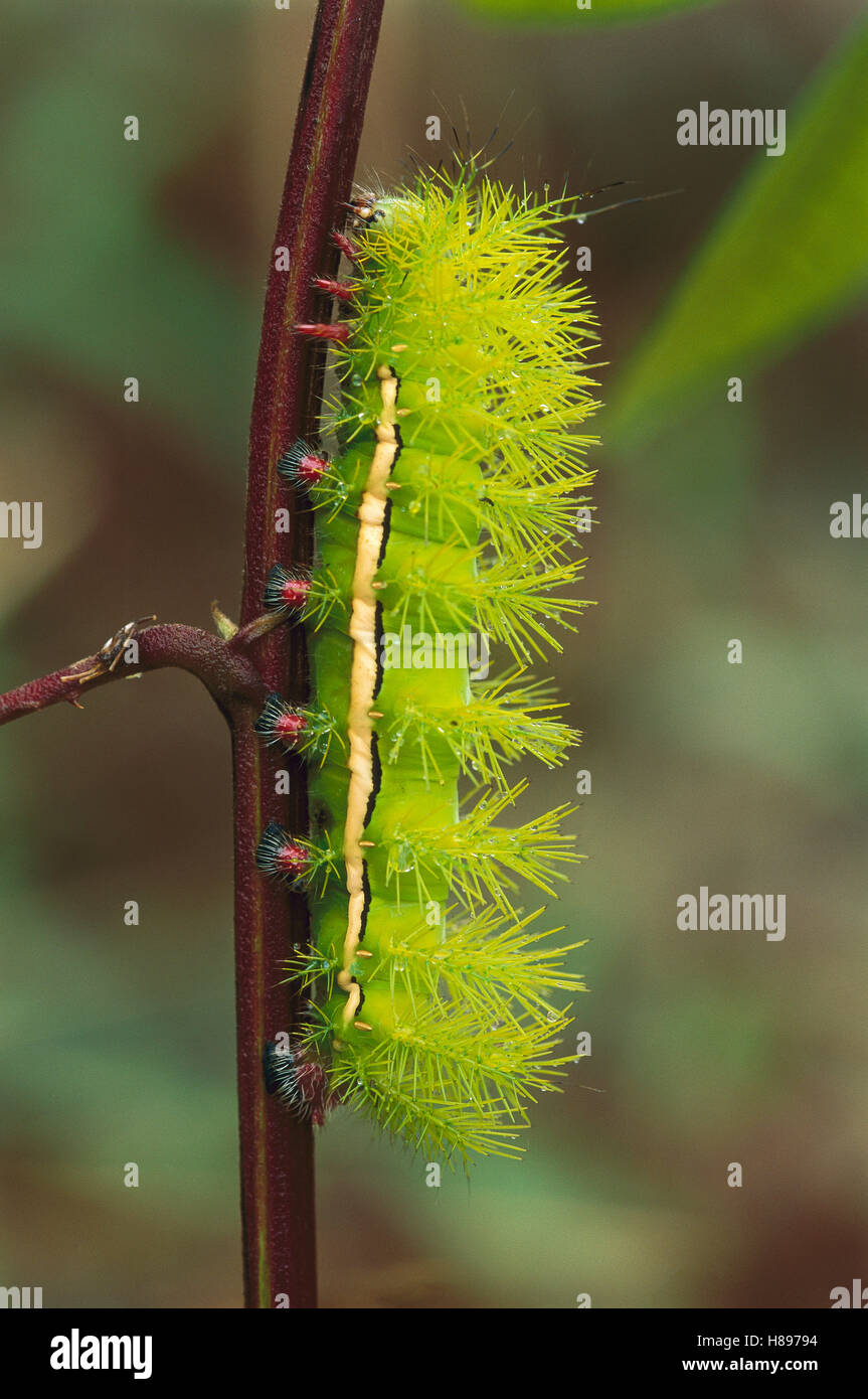 Moth (Automeris sp) caterpillar, with spines that can eject potent ...