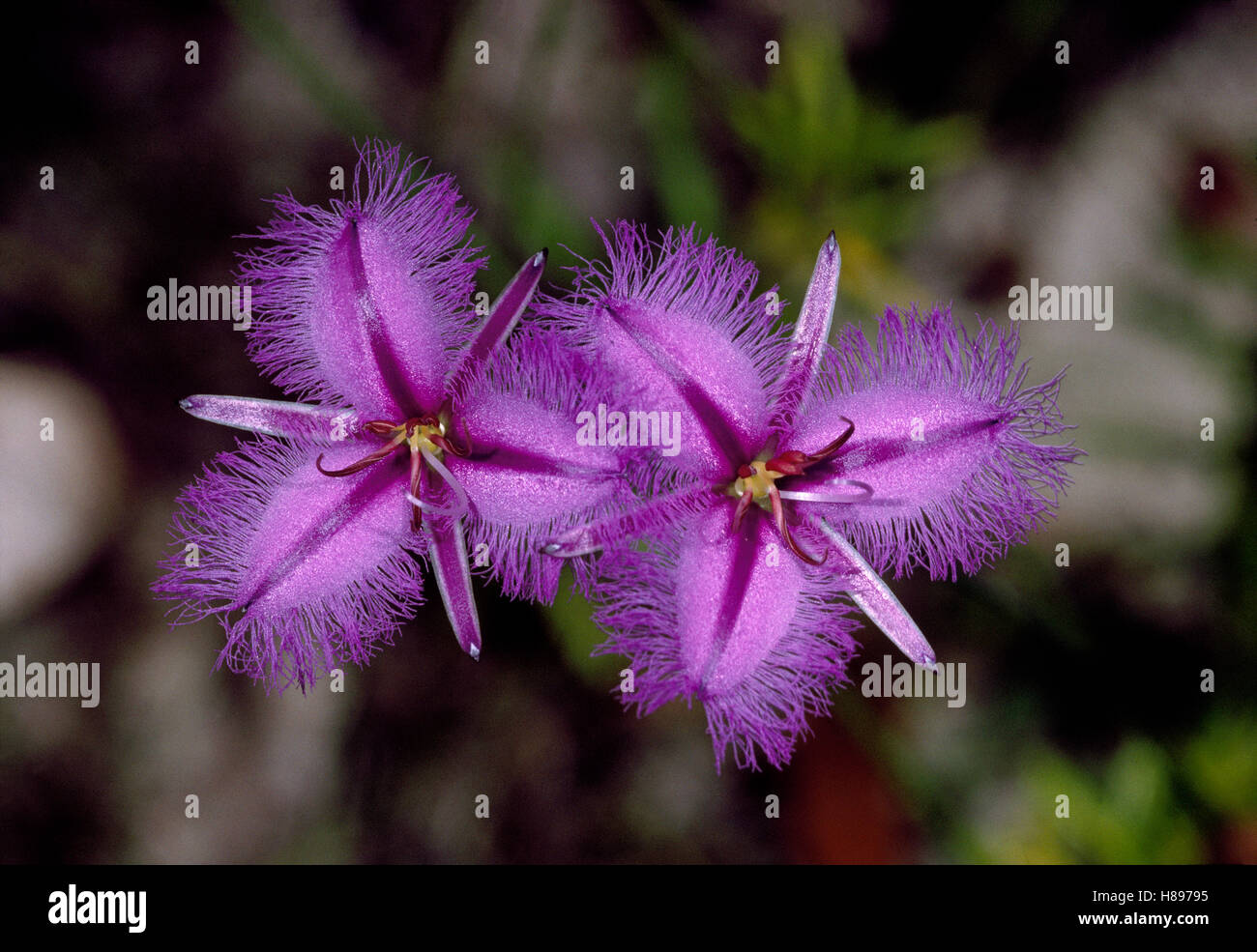 Common Fringe Lily (Thysanotus tuberosus) flowers, Royal National Park ...
