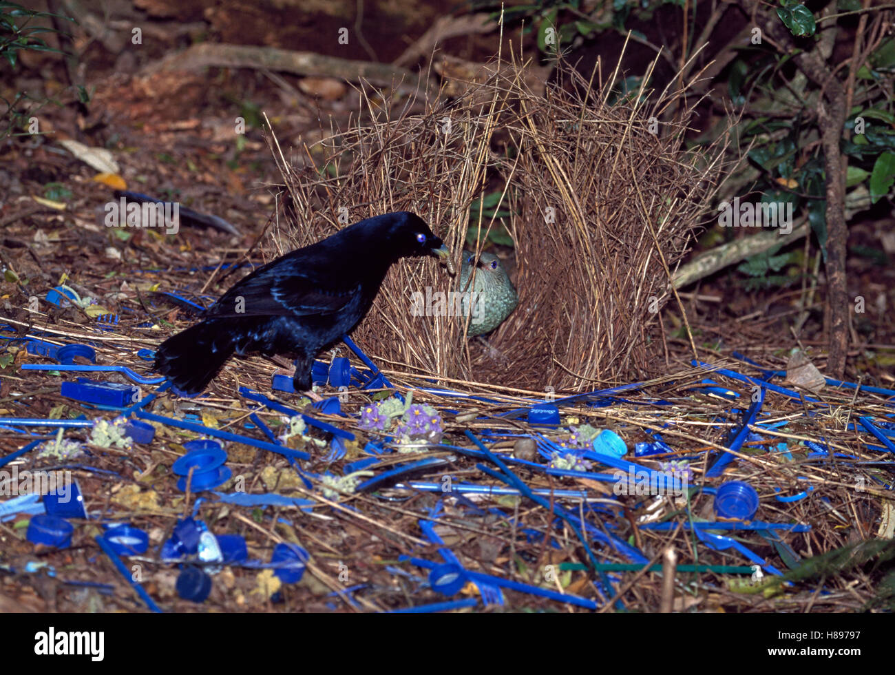 Satin Bowerbird (Ptilonorhynchus violaceus) male showing bower and ...