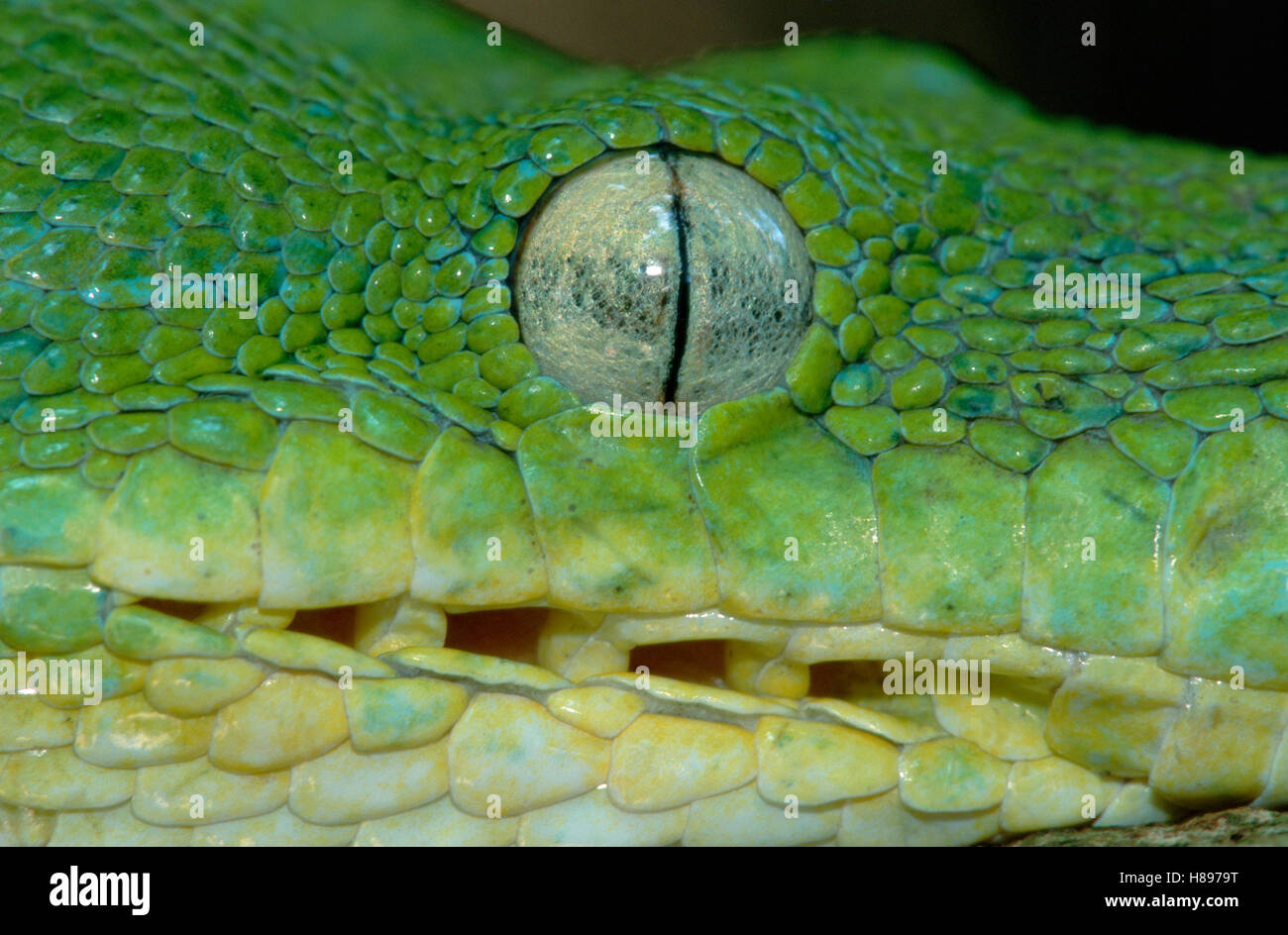 Green Tree Python (Chondropython viridis) close up of face showing ...