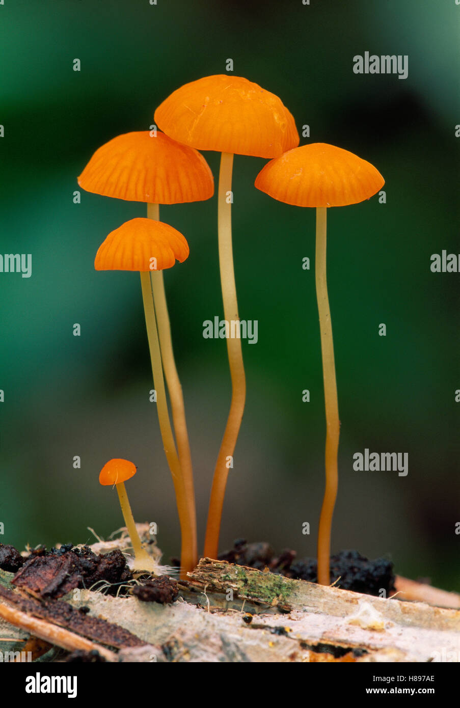 Gill Mushroom (Marasmius sp) group, Manu National Park, Peru Stock ...