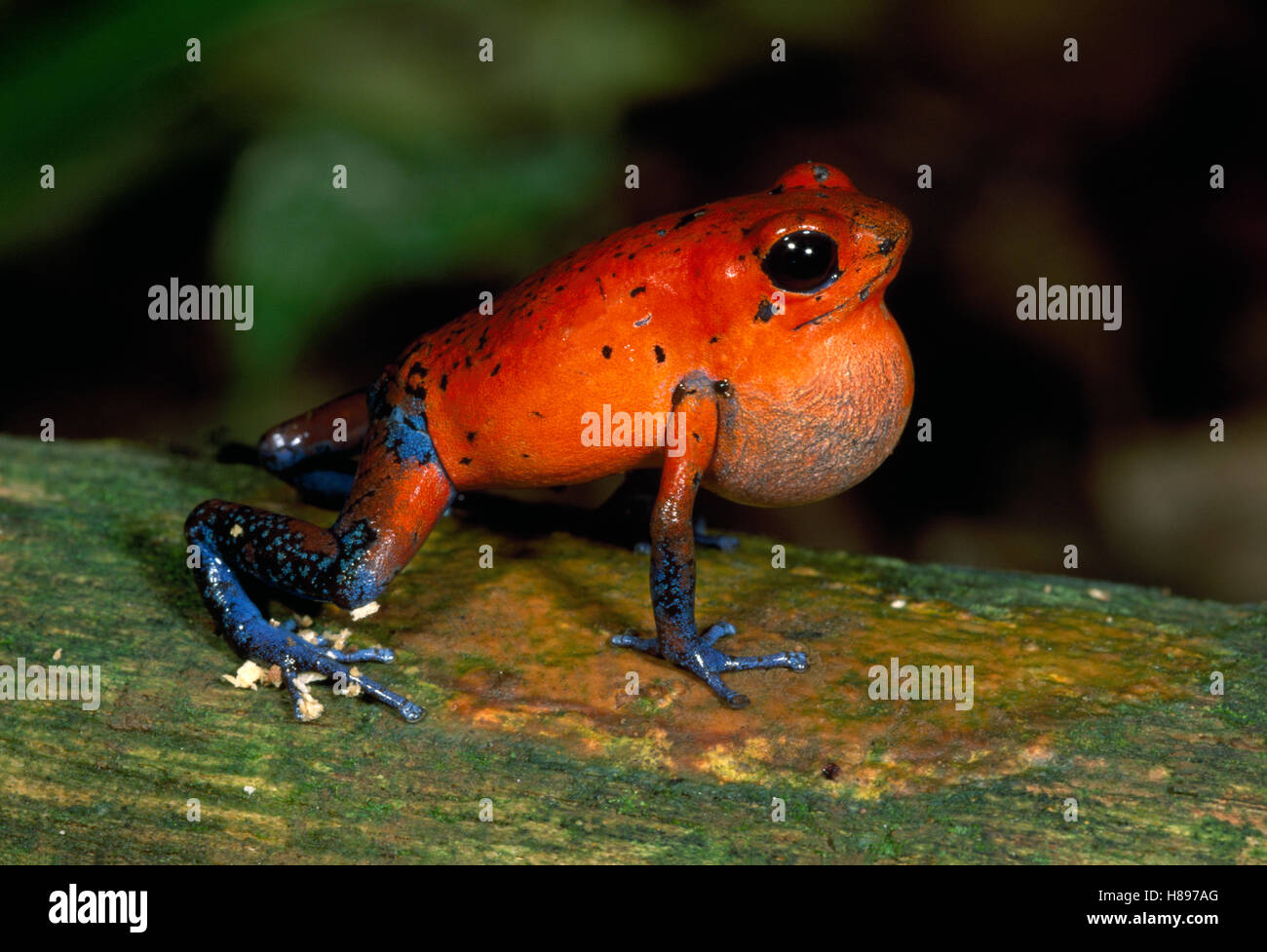 Strawberry Poison Dart Frog (Oophaga pumilio) croaking, Braulio ...