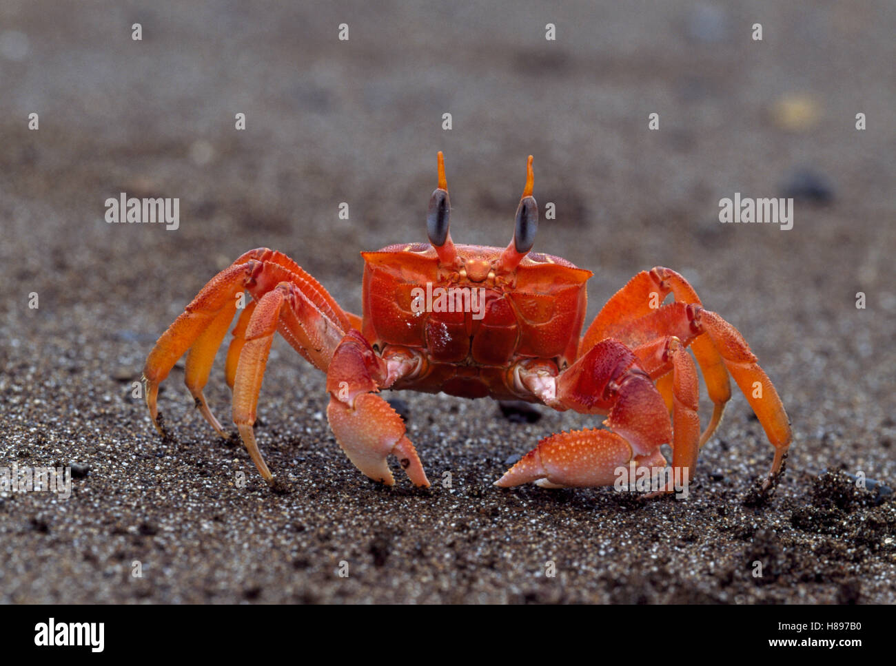 Ghost Crab (Ocypode sp) on the beach, Isla de la Plata, Ecuador Stock ...