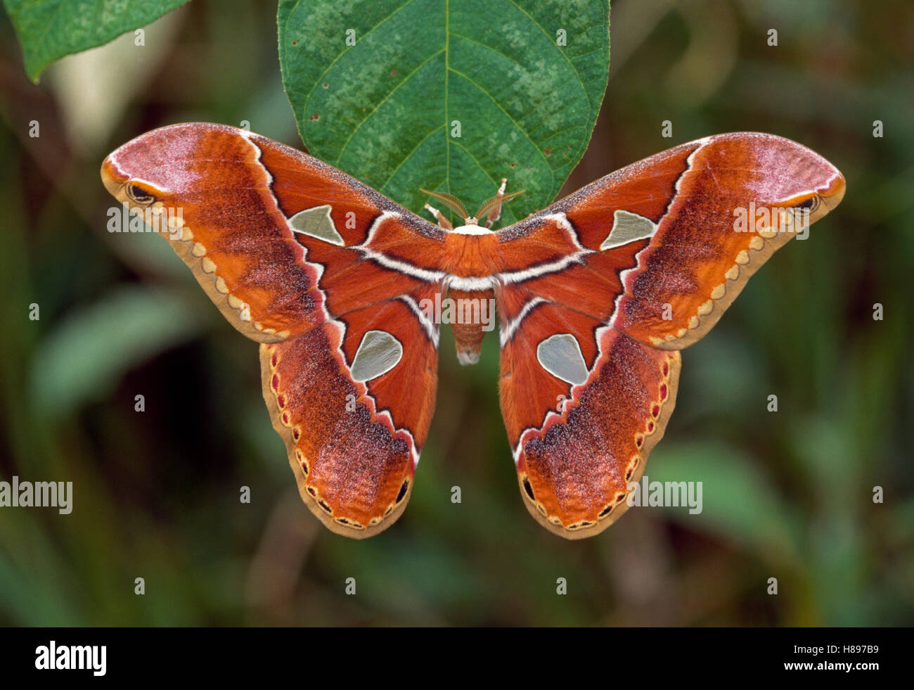 Saturniid Moth (Rothschildia hesperus), French Guiana Stock Photo - Alamy