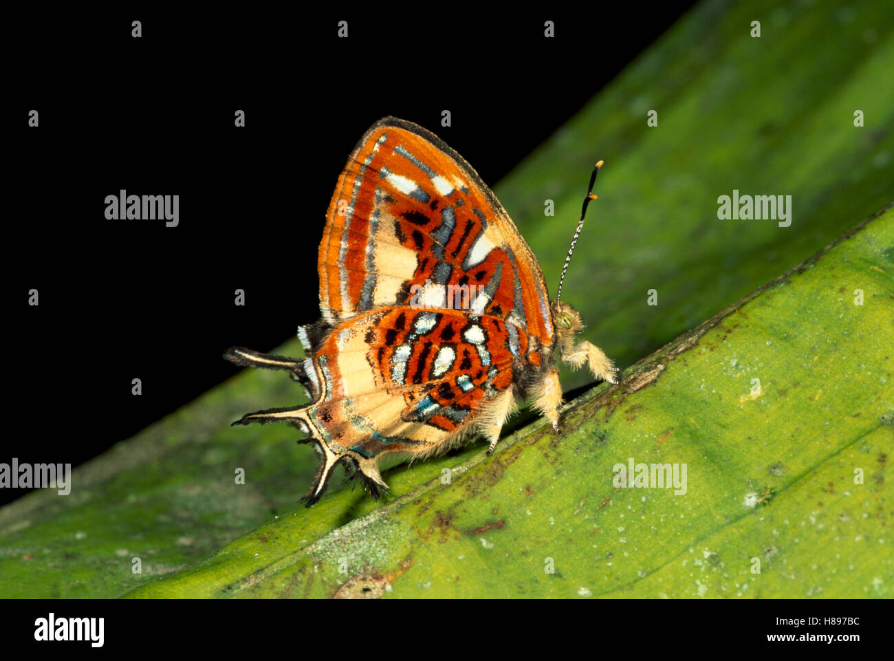 Butterfly (Sarota chrysus), Farallones de Cali, Colombia Stock Photo ...