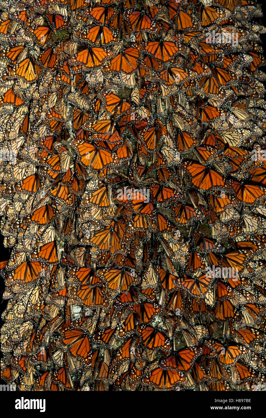 Monarch (Danaus plexippus) butterflies roosting in trees at night ...