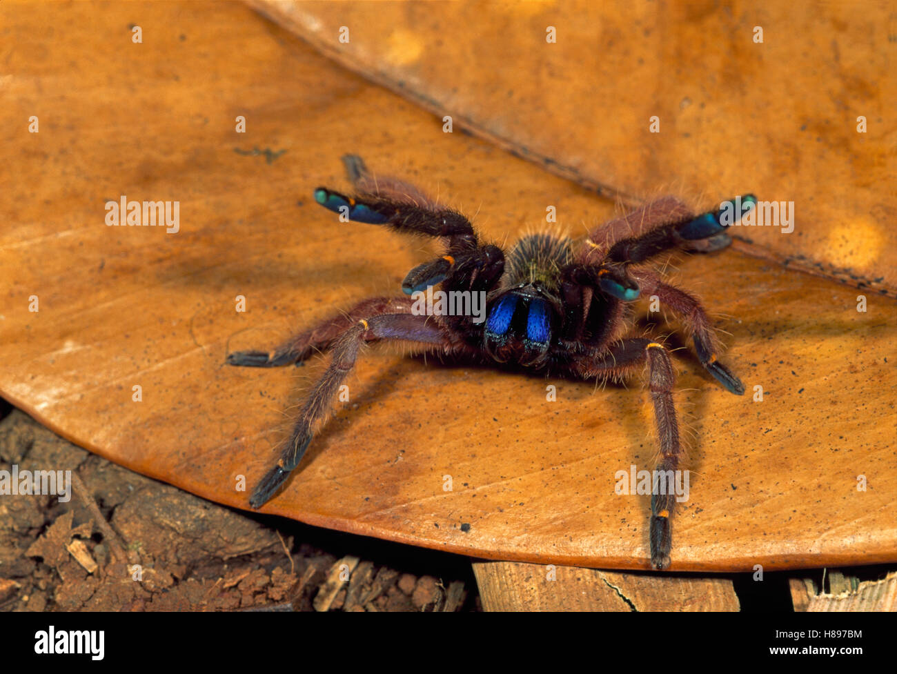 Blue Fang Skeleton Tarantula (Ephebopus cyanognathus) in defensive ...