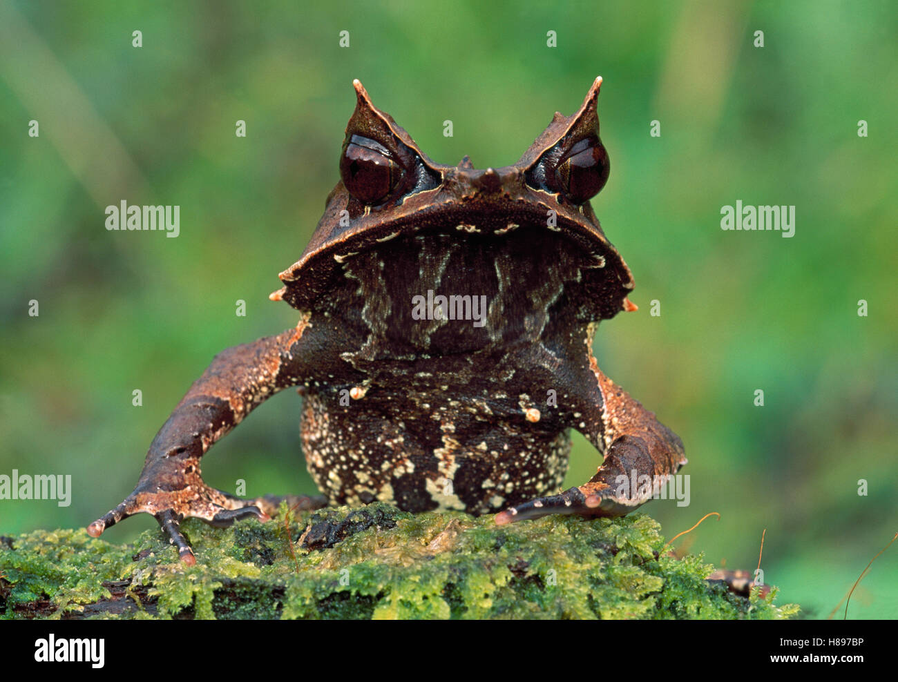 Asian Horned Frog (Megophrys nasuta) portrait, Gunung Gading National ...