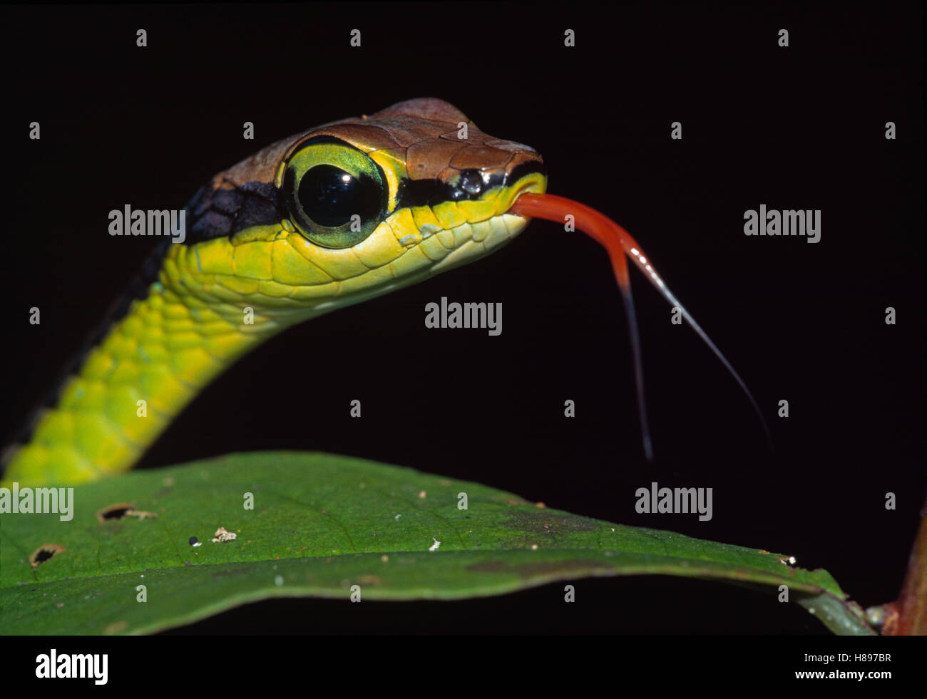 Painted Bronzeback (Dendrelaphis pictus) snake portrait smelling with ...