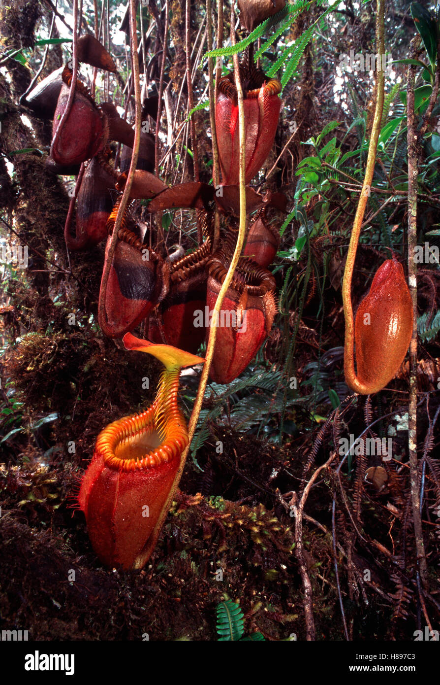 Villose Pitcher Plant (Nepenthes villosa) group, Kinabalu National Park ...